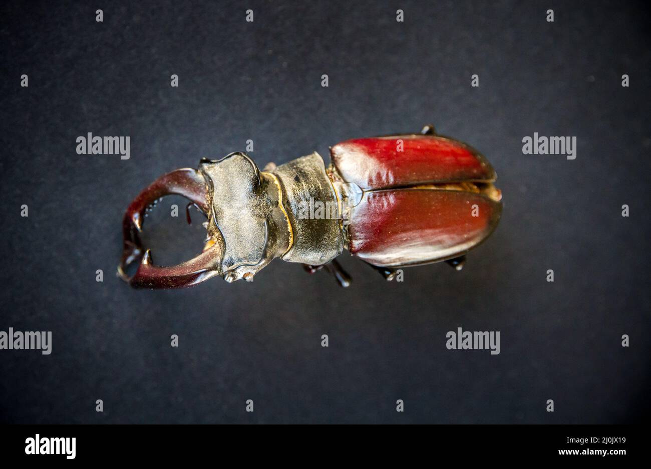 Black stag beetle hi-res stock photography and images - Alamy