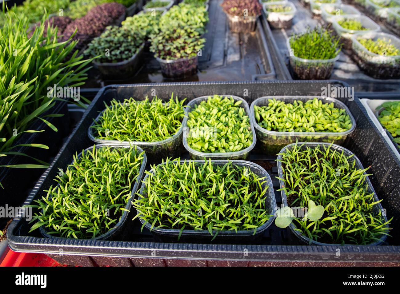 microgreens growing organic bio gardening Stock Photo - Alamy