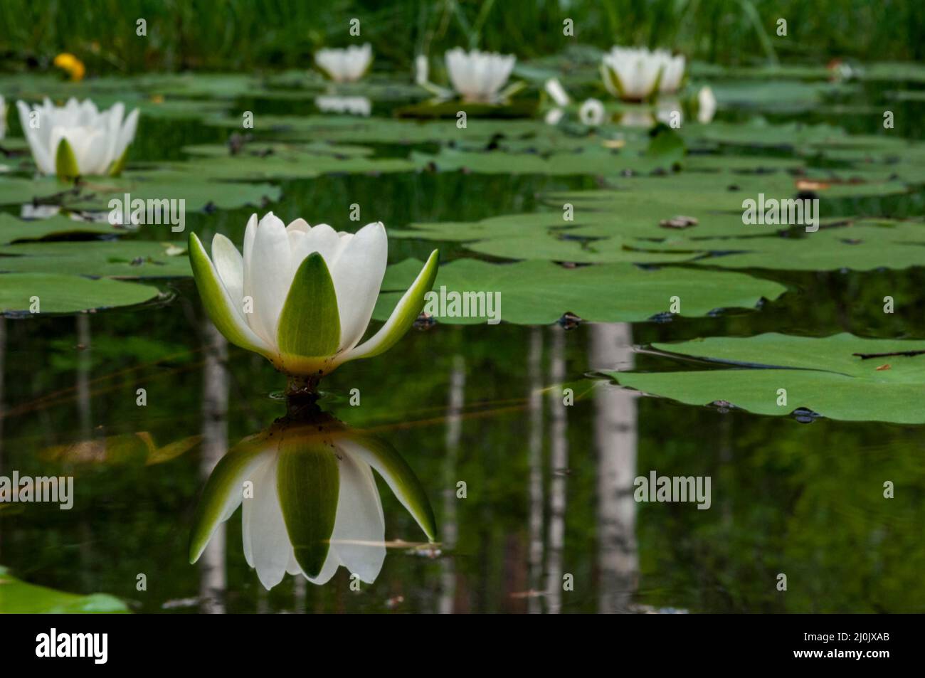 Open white lilies hi-res stock photography and images - Alamy