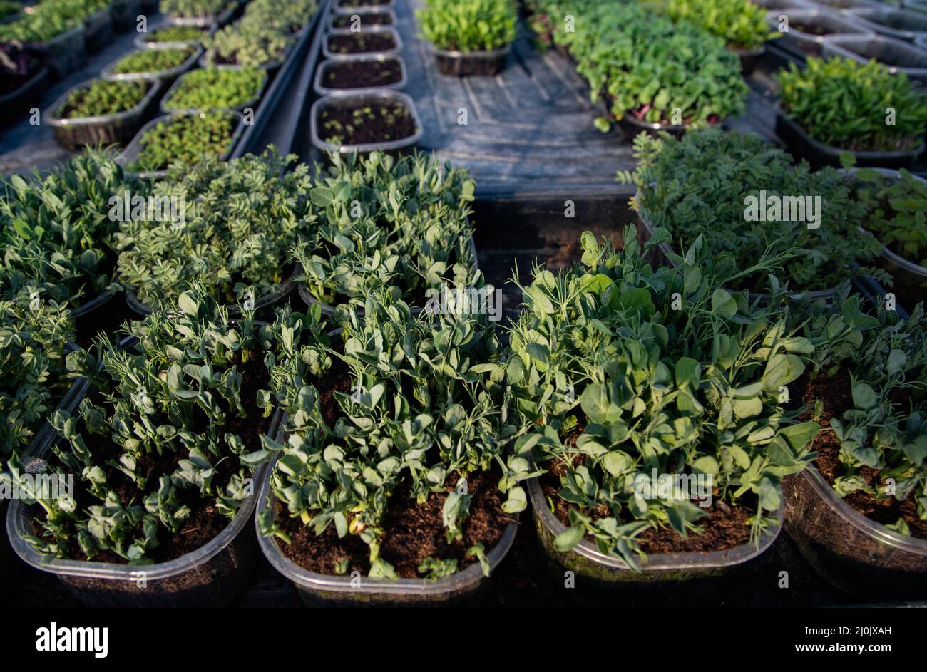 microgreens growing organic bio gardening Stock Photo - Alamy