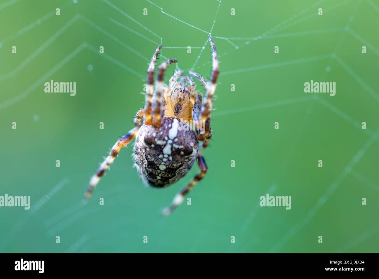 Cross spider araneus diadematus fly hi-res stock photography and images ...