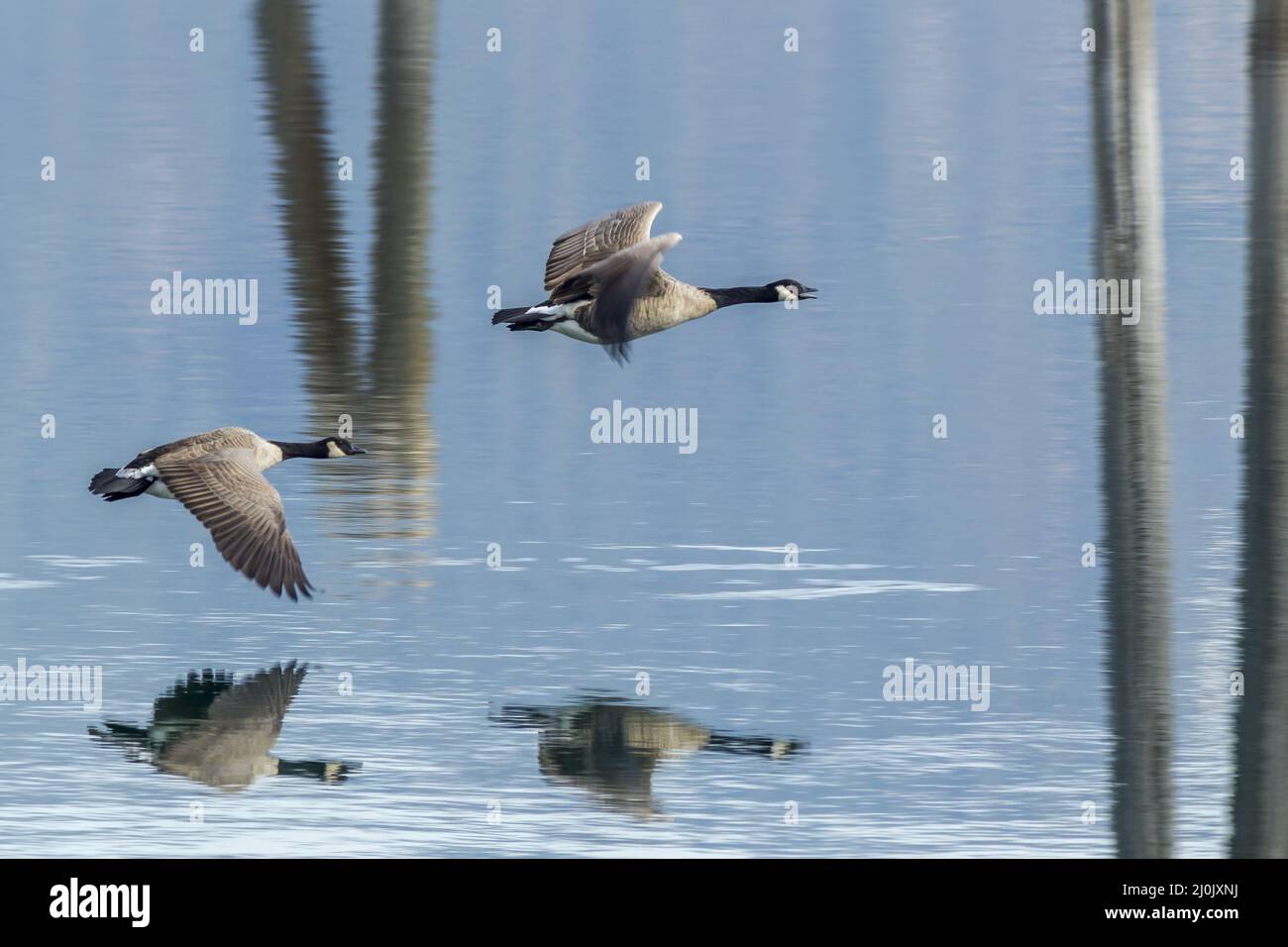 Flying to water hi-res stock photography and images - Alamy