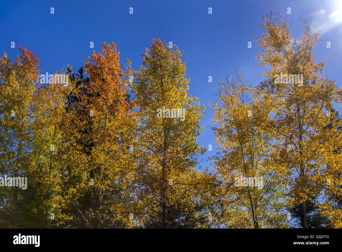 Backlit trees hi-res stock photography and images - Alamy