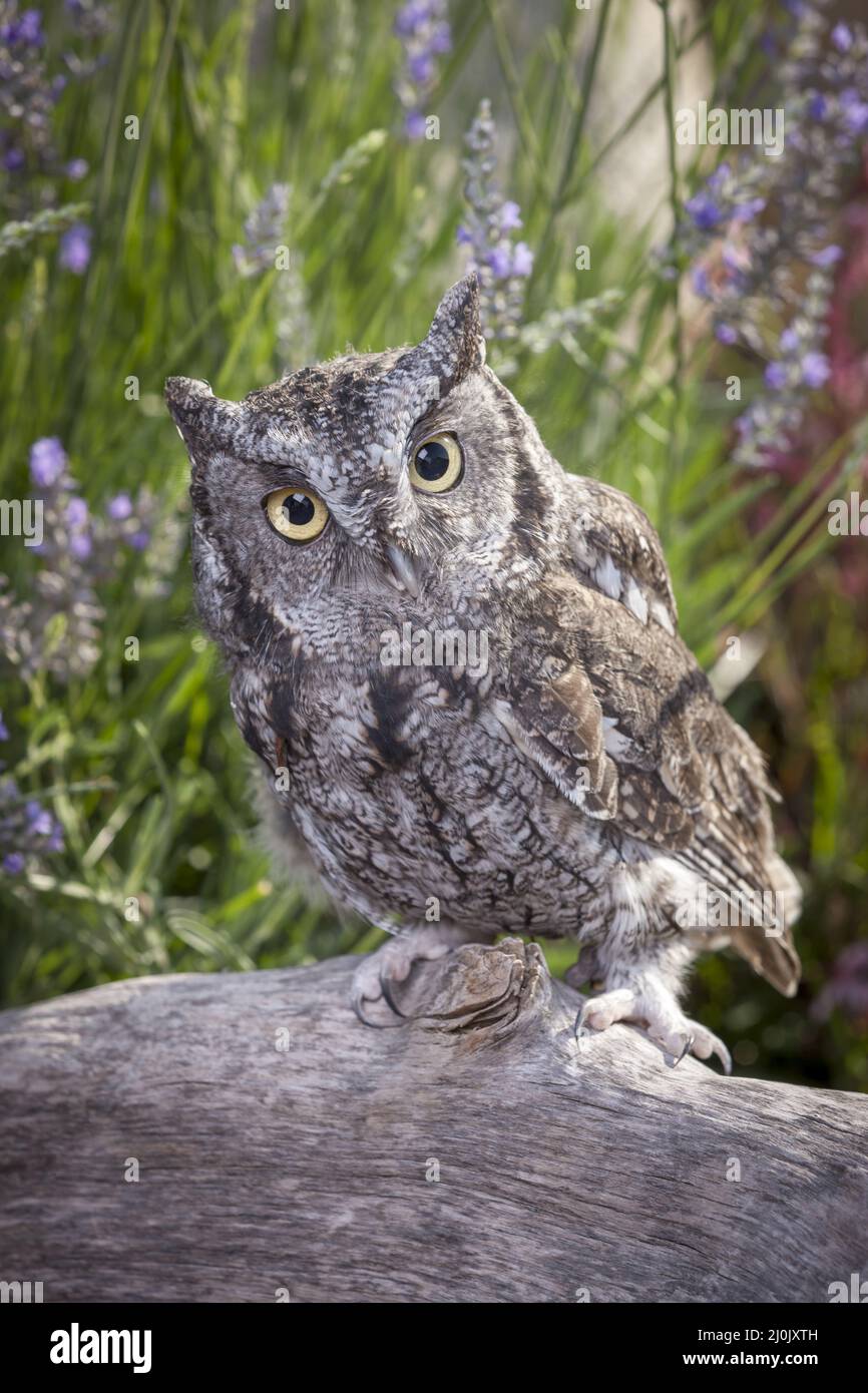 Common screech owls hi-res stock photography and images - Alamy