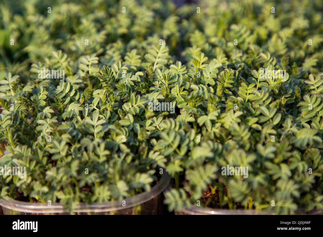 microgreens growing organic bio gardening Stock Photo - Alamy