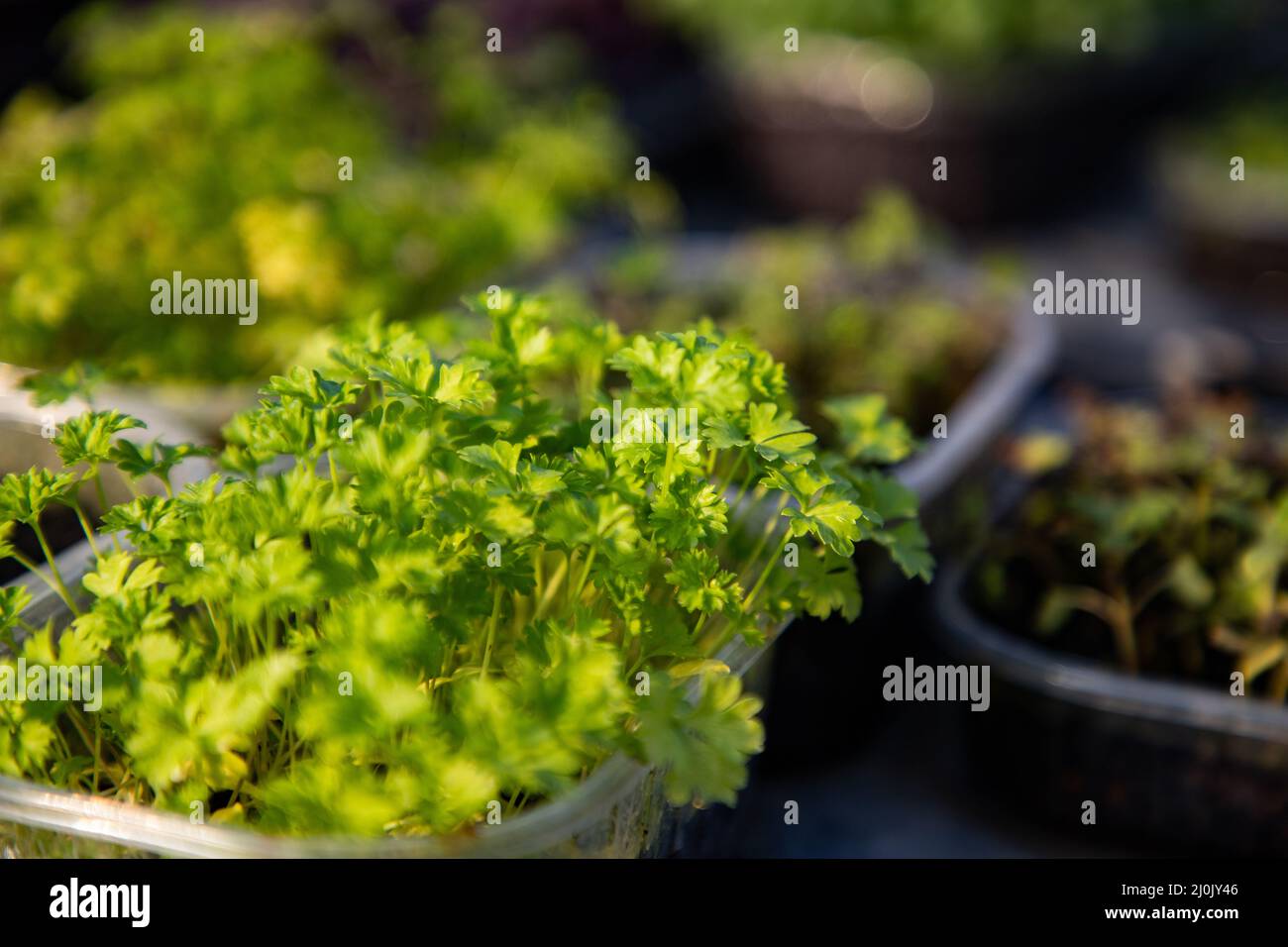 microgreens growing organic bio gardening Stock Photo - Alamy