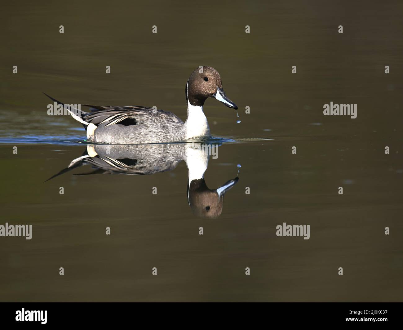 Heart of duck hi-res stock photography and images - Alamy