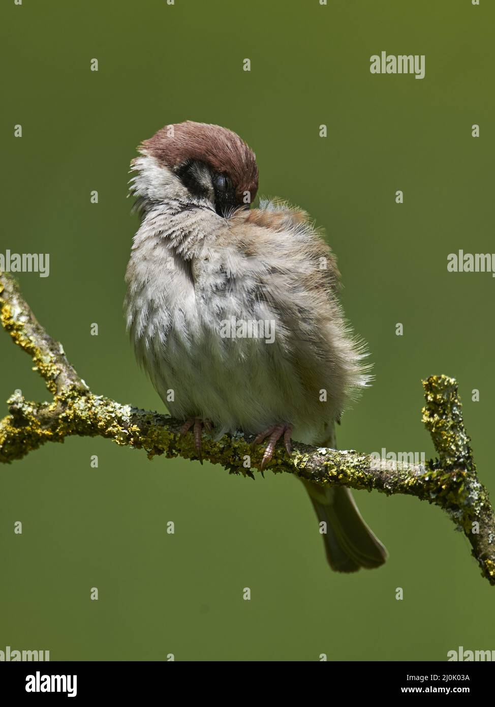 Eurasian Tree Sparrow Stock Photo - Alamy