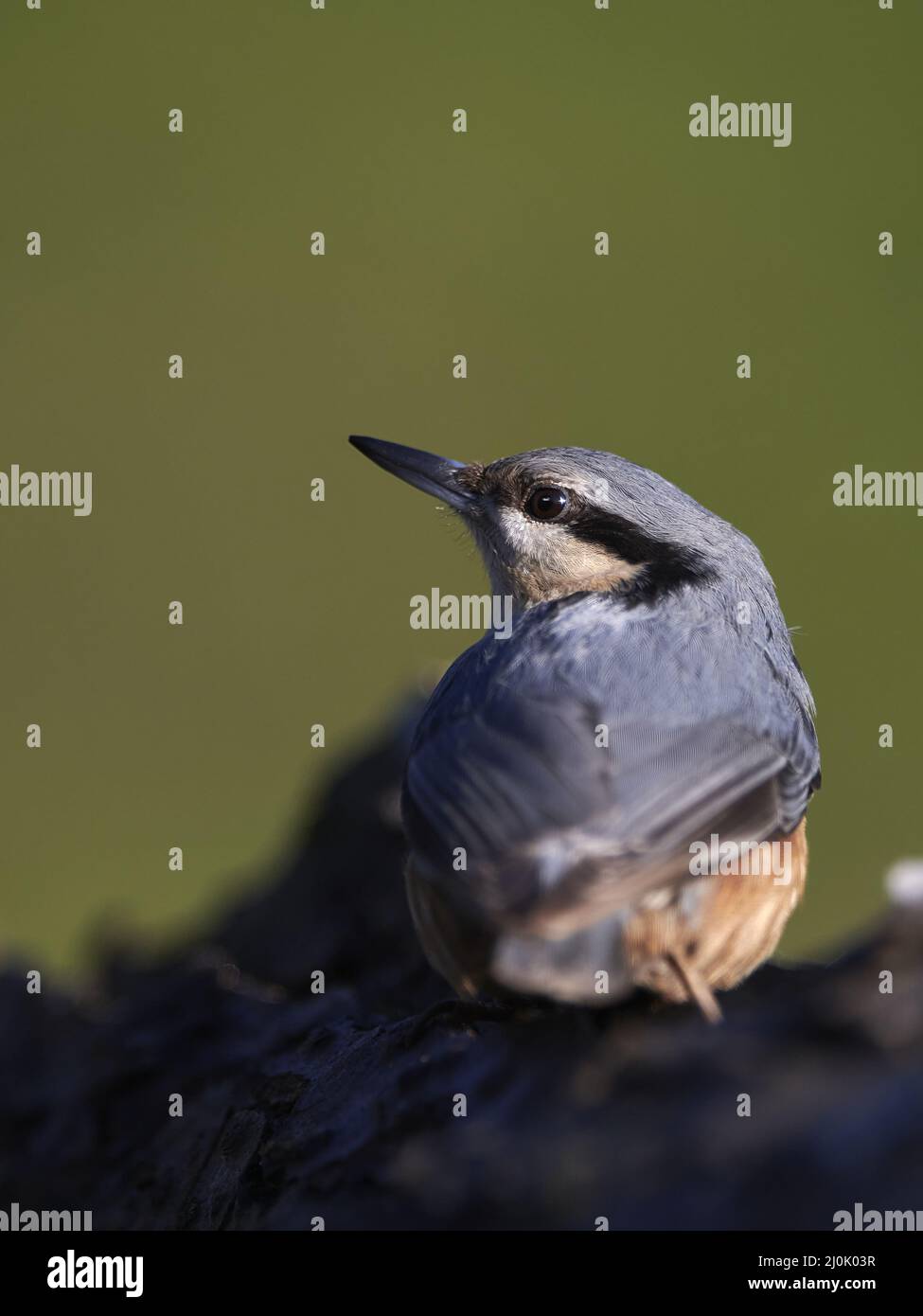 Nuthatch tree hi-res stock photography and images - Alamy