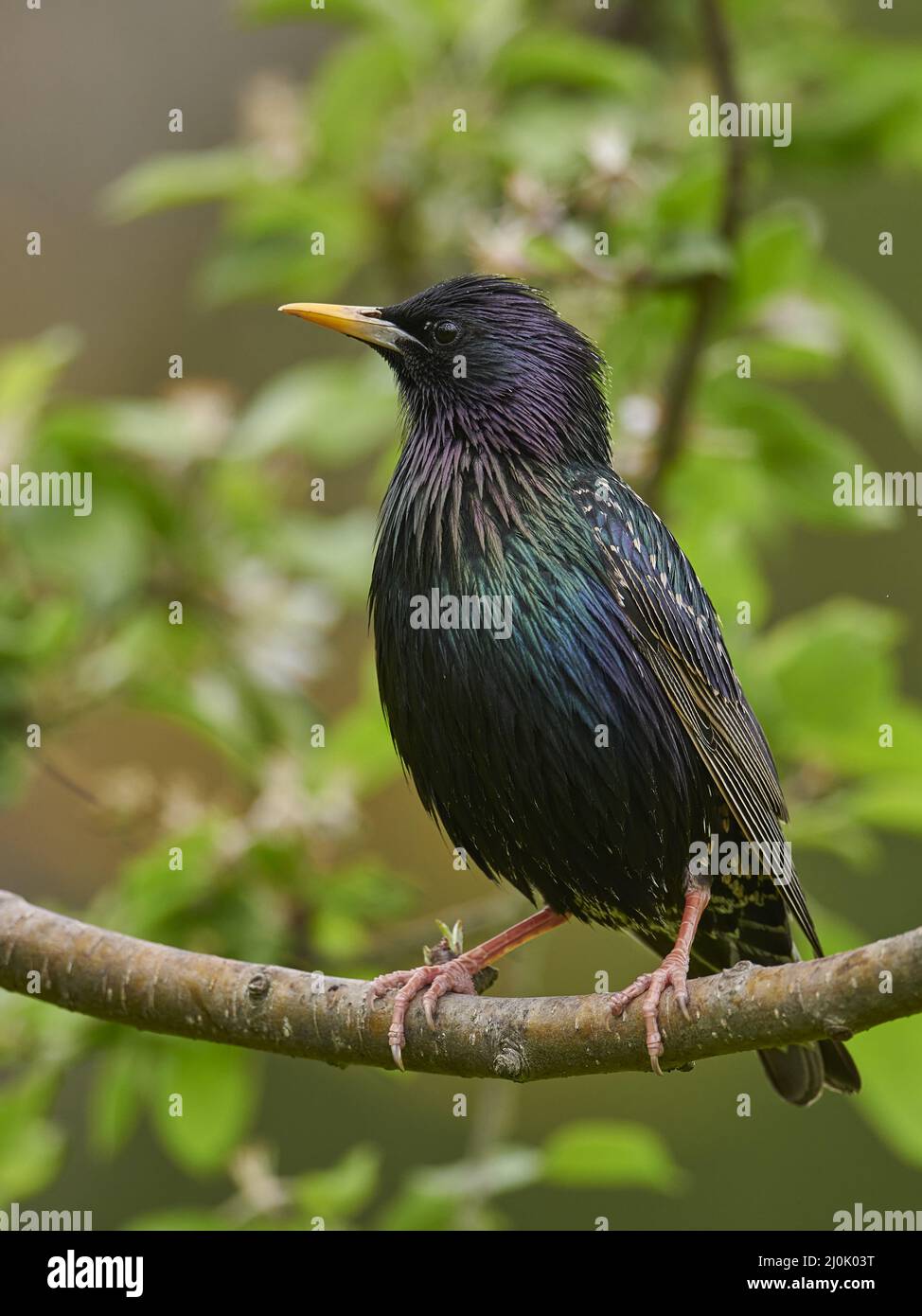 Star bird hi-res stock photography and images - Alamy