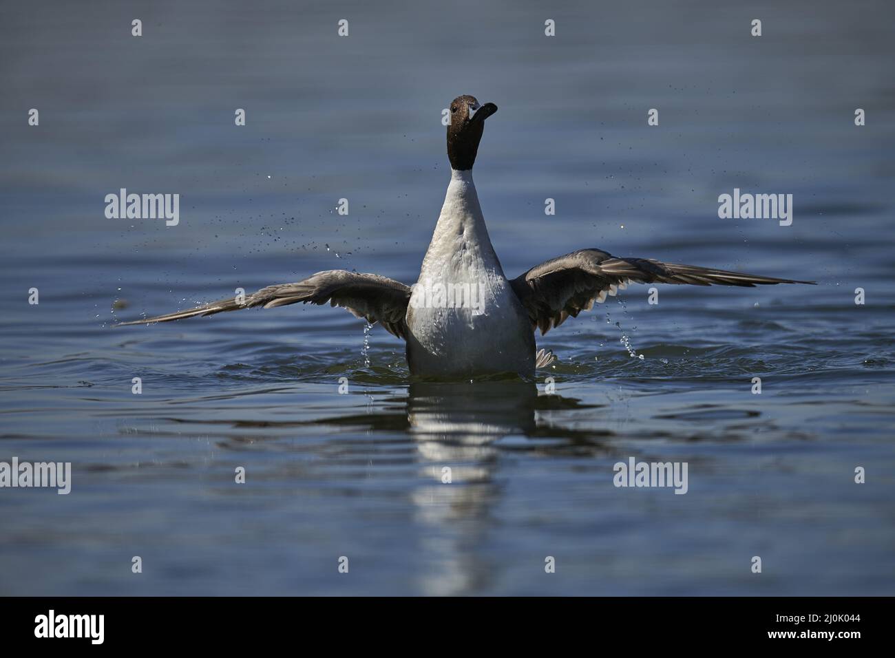 Duck swarm hi-res stock photography and images - Alamy