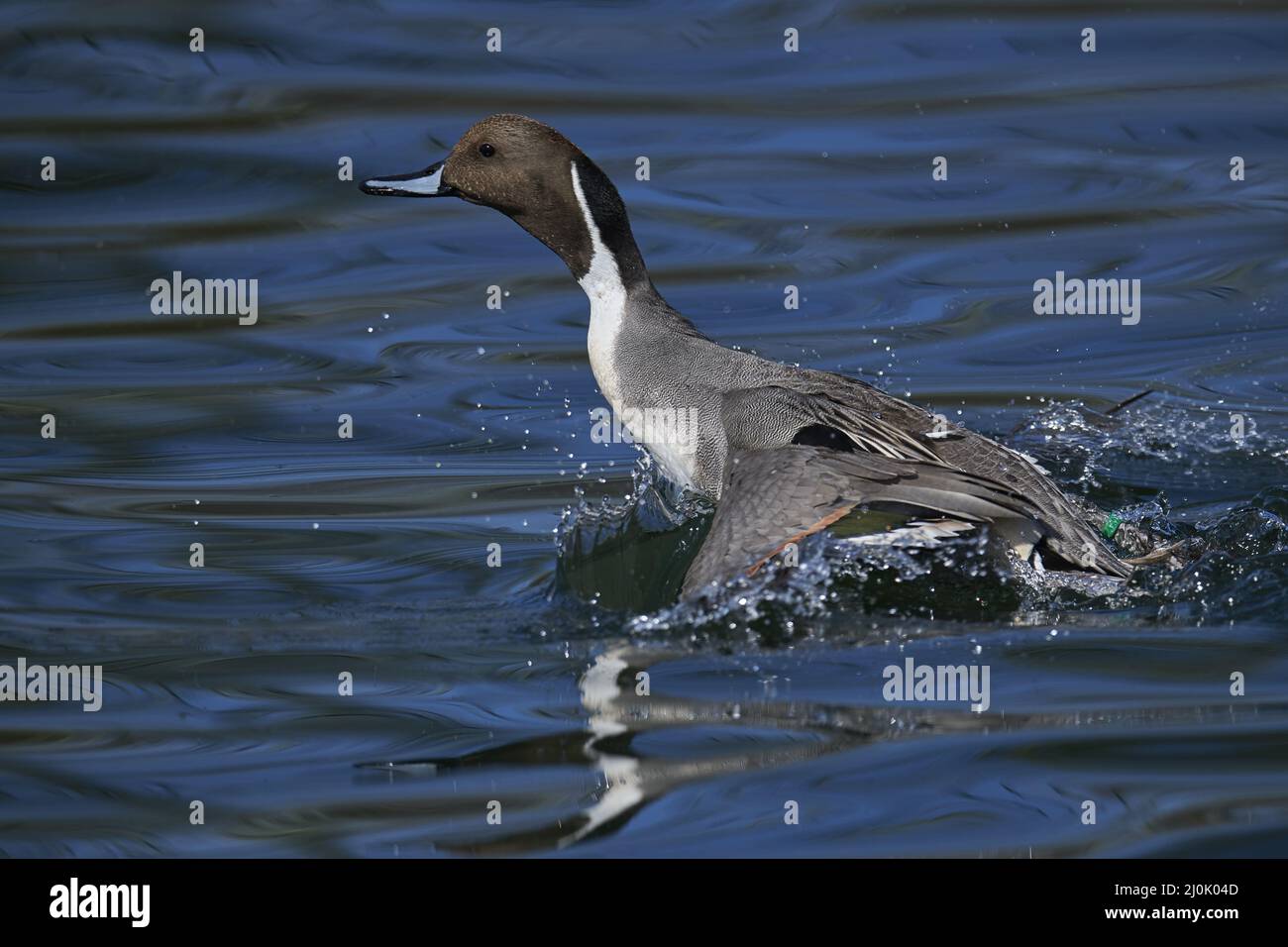 Duck swarm hi-res stock photography and images - Alamy