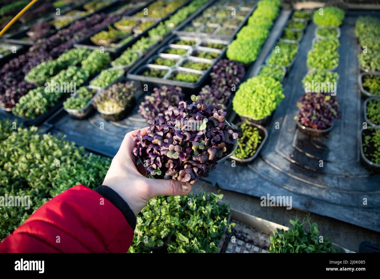 microgreens growing organic bio gardening Stock Photo - Alamy