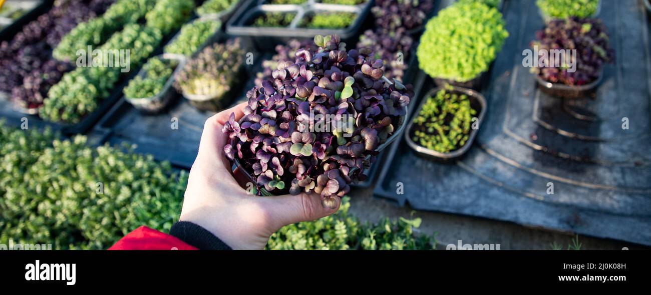 microgreens growing organic bio gardening Stock Photo - Alamy