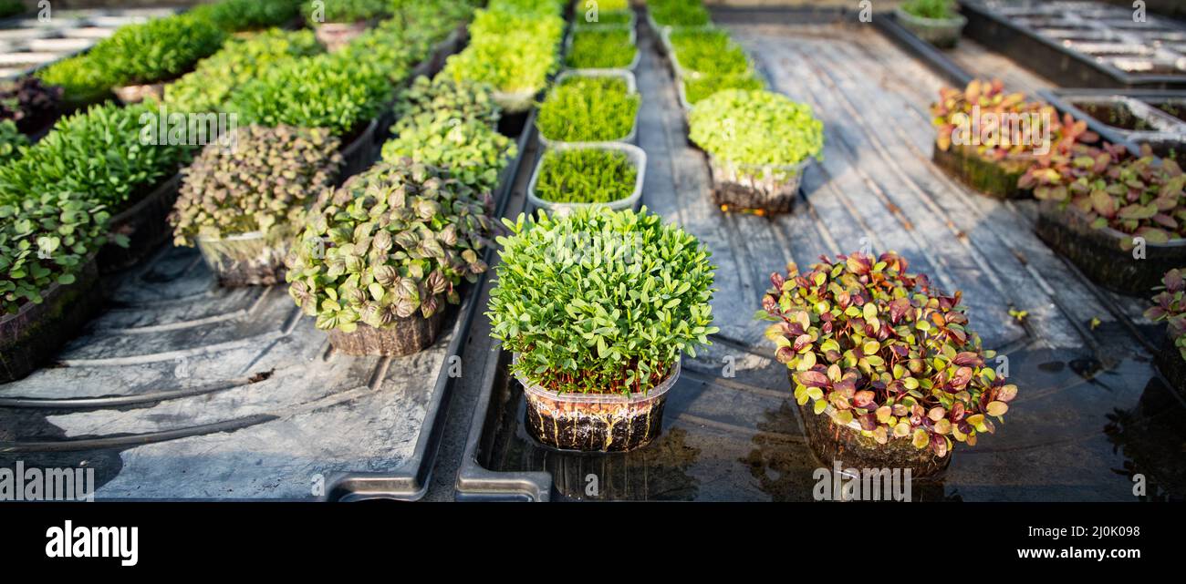 microgreens growing organic bio gardening Stock Photo - Alamy