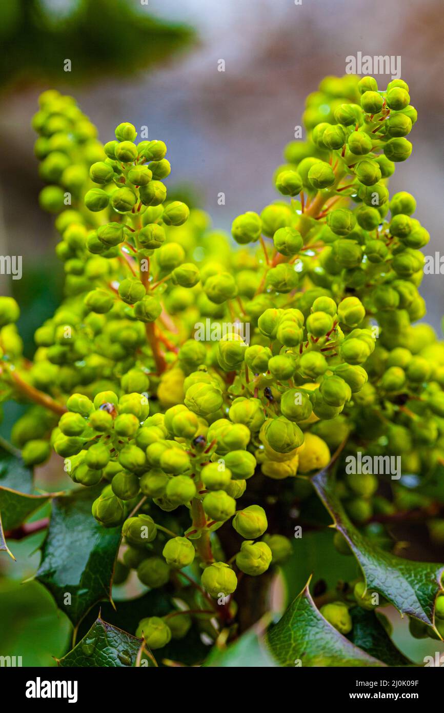 Grape flower hi-res stock photography and images - Alamy