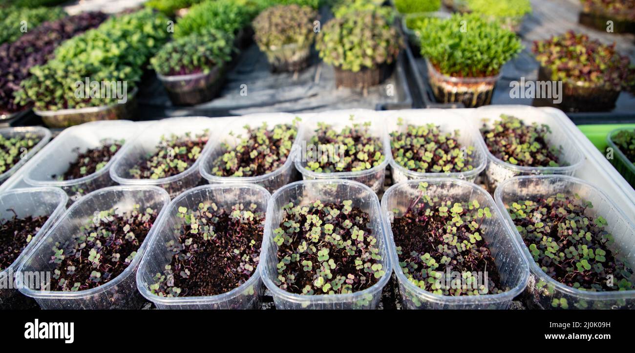 microgreens growing organic bio gardening Stock Photo - Alamy