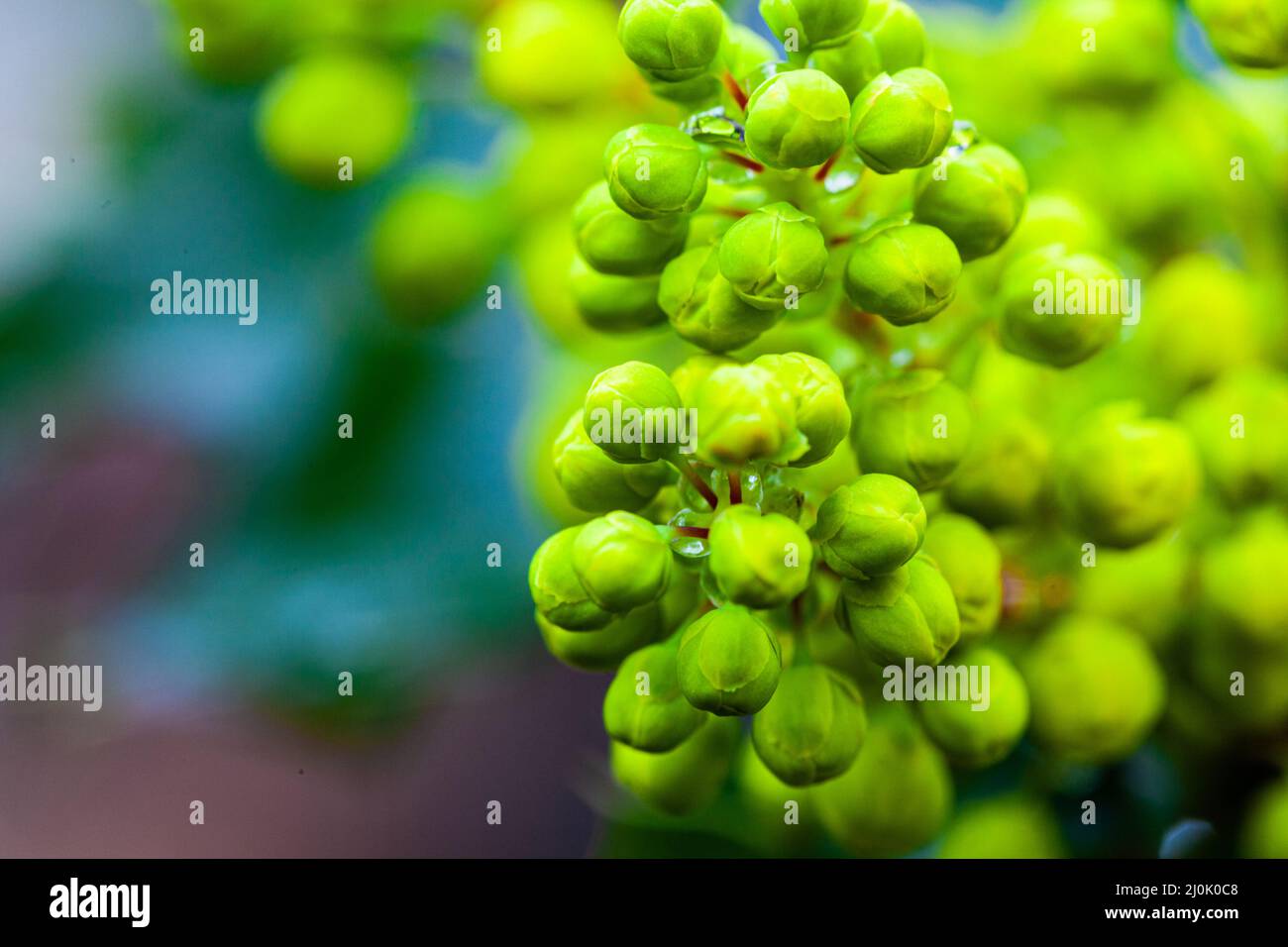 Cluster of Oregon Grape flower buds along the Steveston waterfront in ...