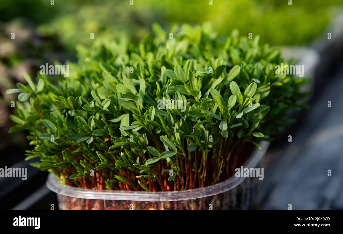 microgreens growing organic bio gardening Stock Photo - Alamy