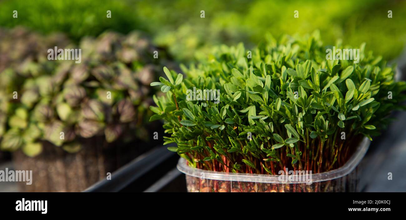 microgreens growing organic bio gardening Stock Photo - Alamy