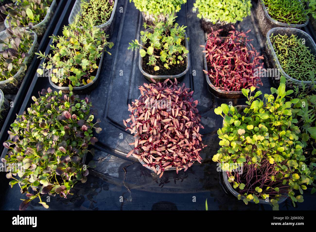 microgreens growing organic bio gardening Stock Photo - Alamy