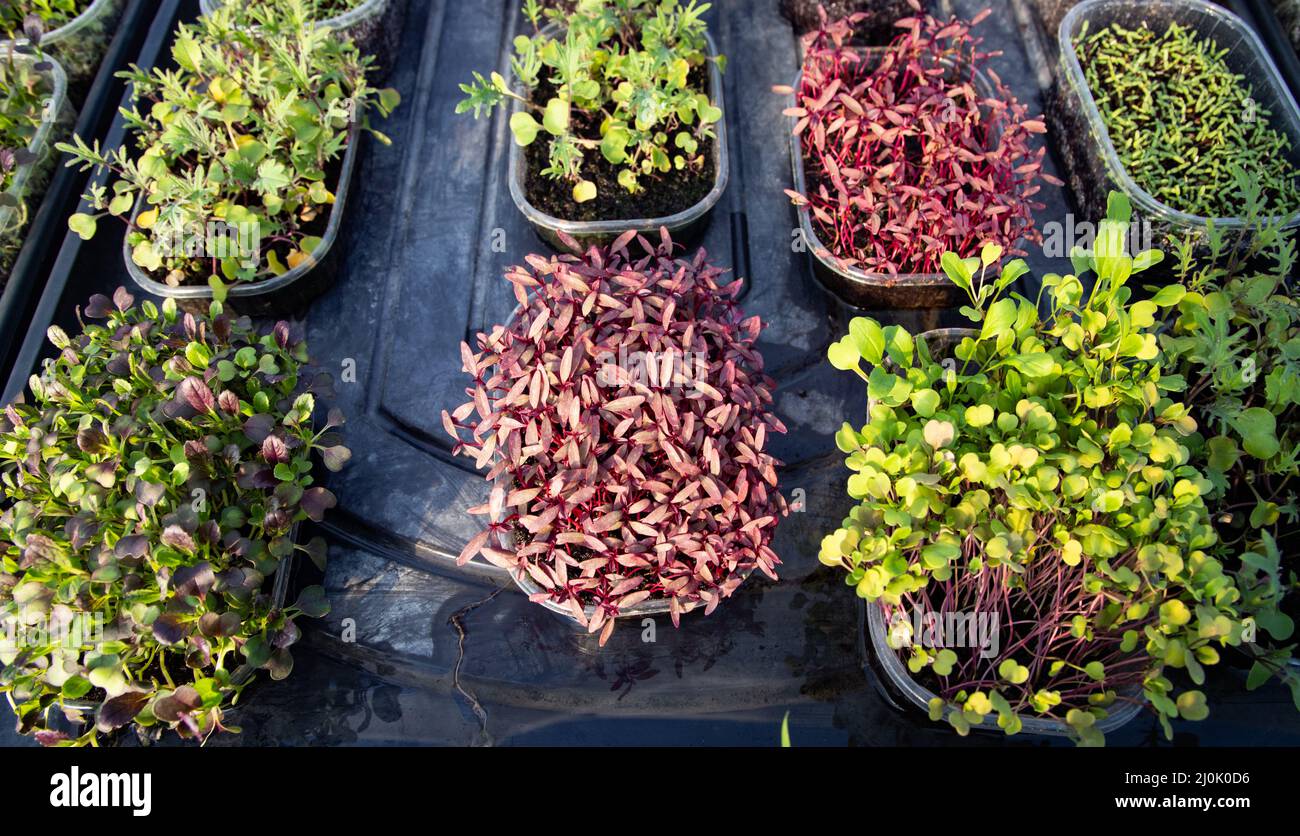 microgreens growing organic bio gardening Stock Photo - Alamy