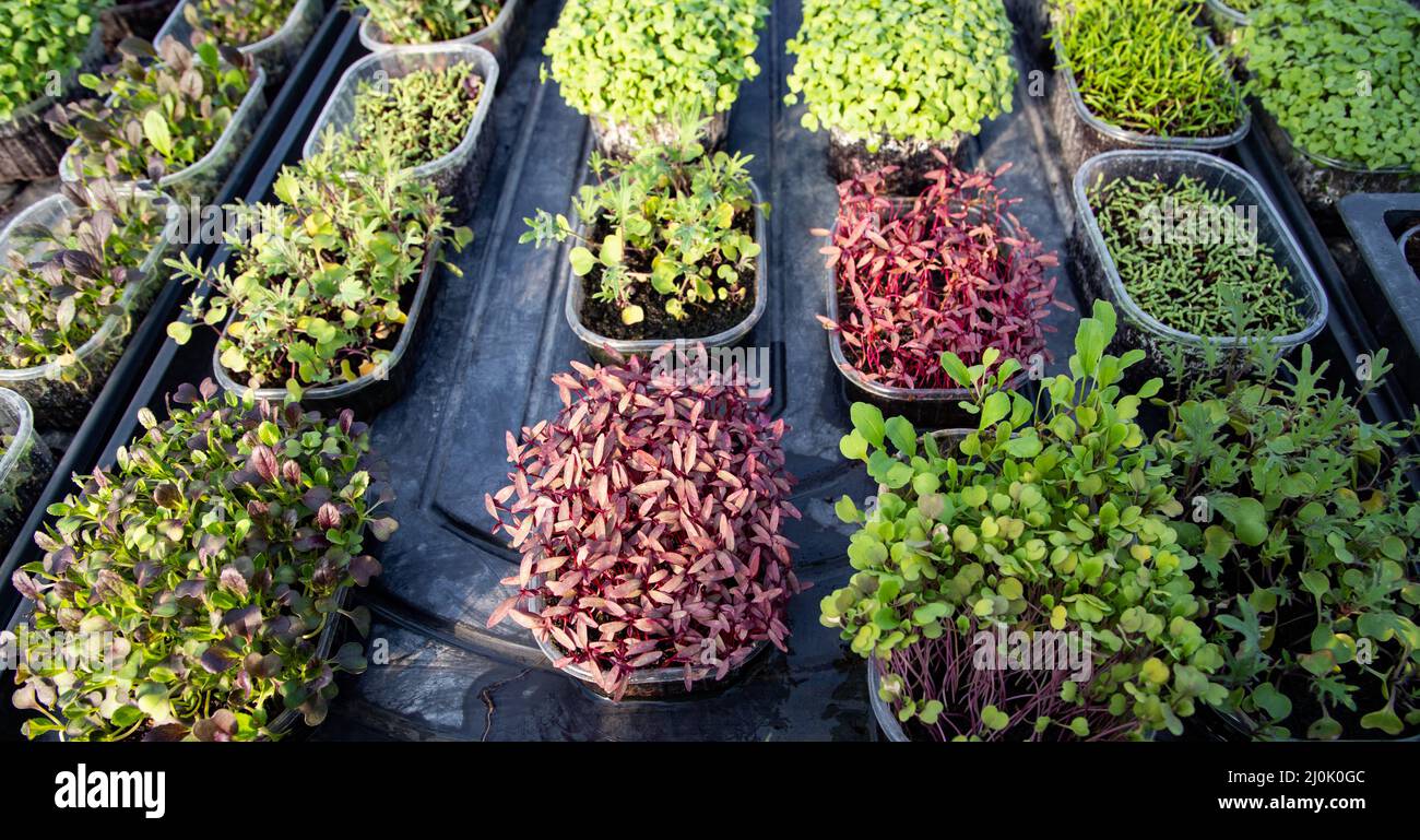 microgreens growing organic bio gardening Stock Photo - Alamy
