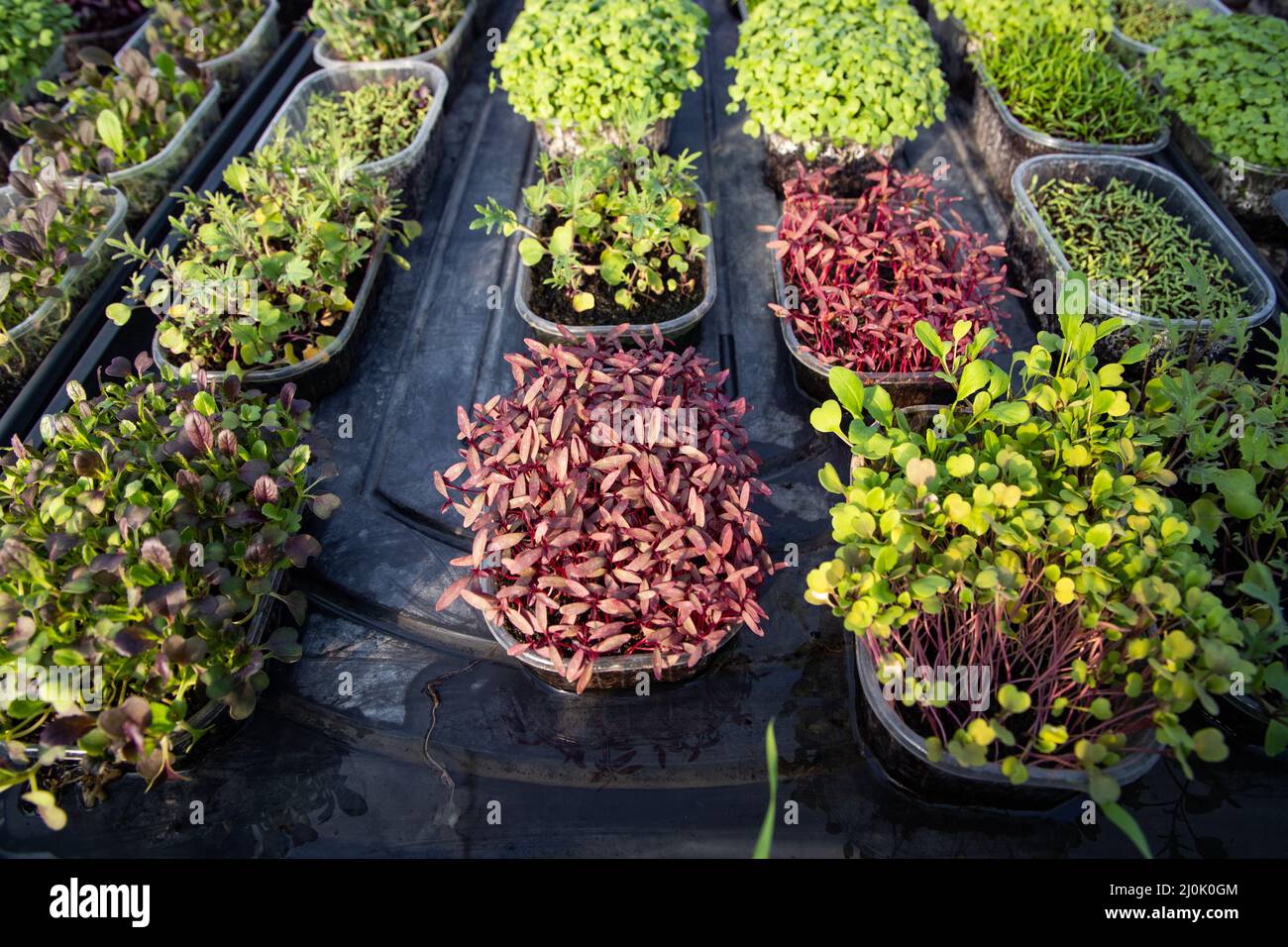 microgreens growing organic bio gardening Stock Photo - Alamy