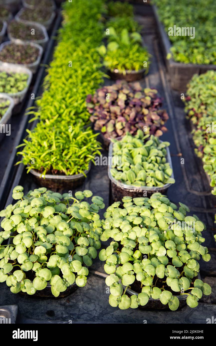 microgreens growing organic bio gardening Stock Photo - Alamy