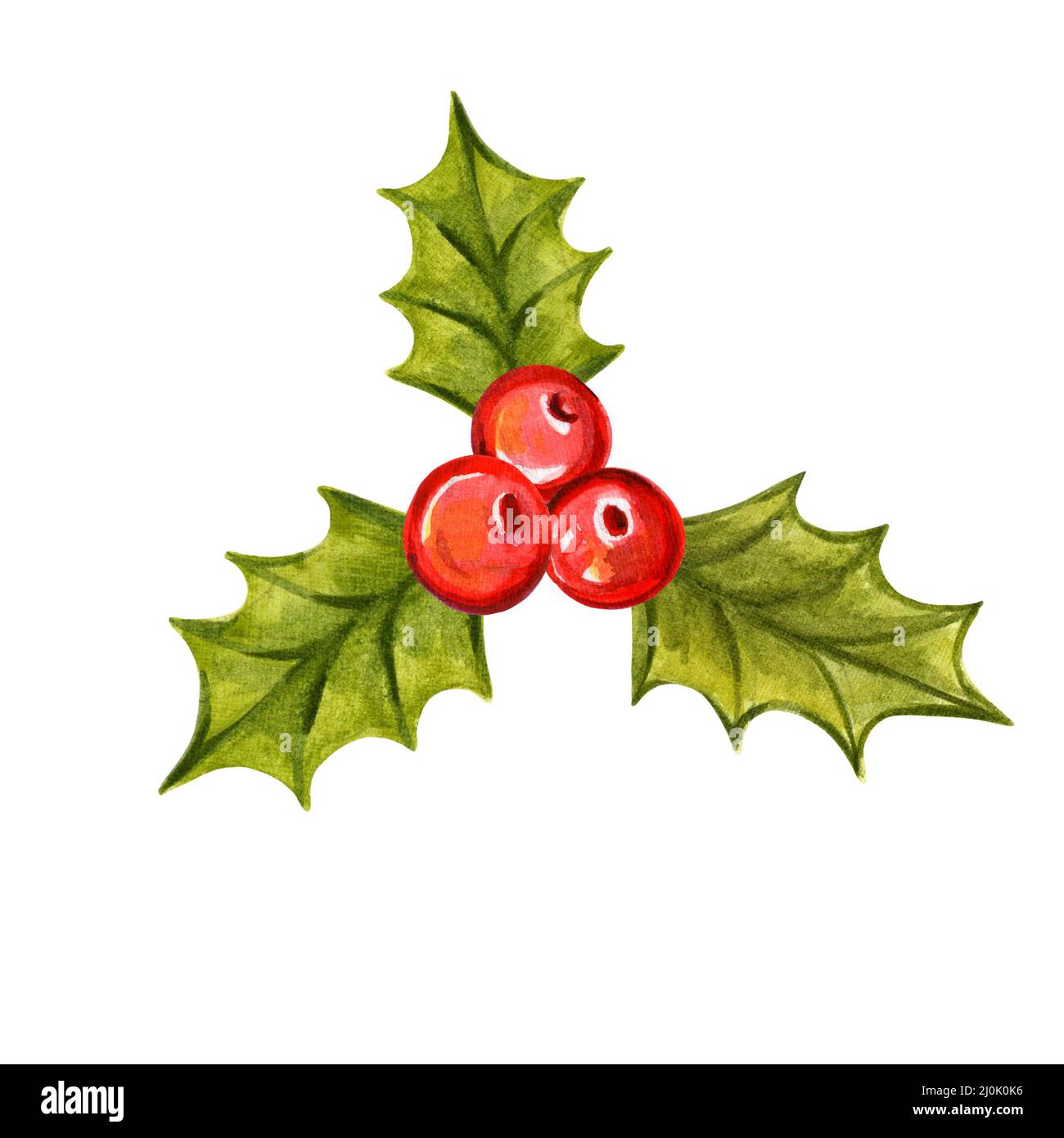A sprig of holly with red berries on a white background. Hand-drawn ...