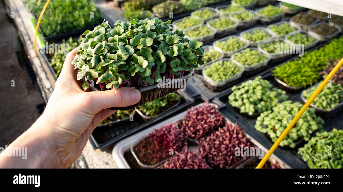 microgreens growing organic bio gardening Stock Photo - Alamy