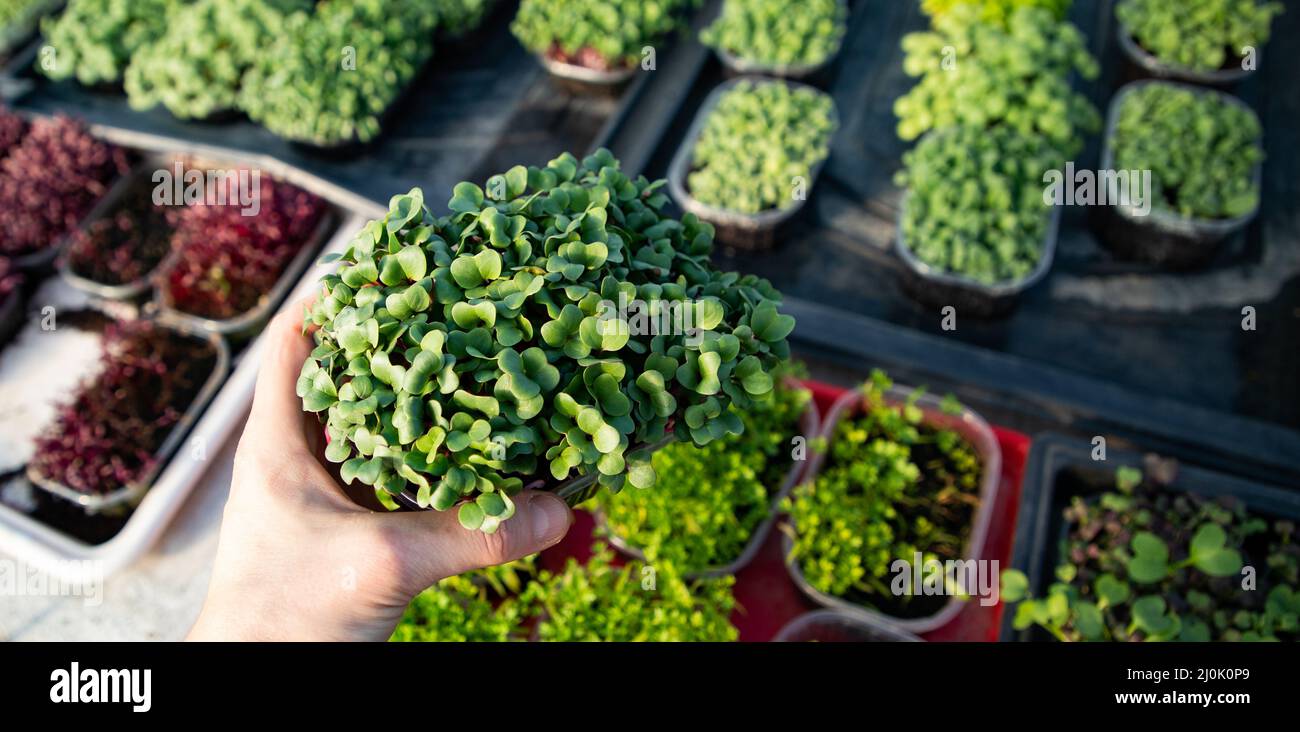 microgreens growing organic bio gardening Stock Photo - Alamy