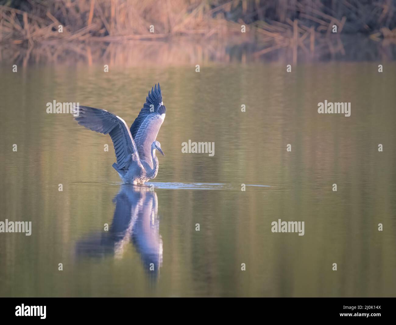 Grey wings hi-res stock photography and images - Alamy