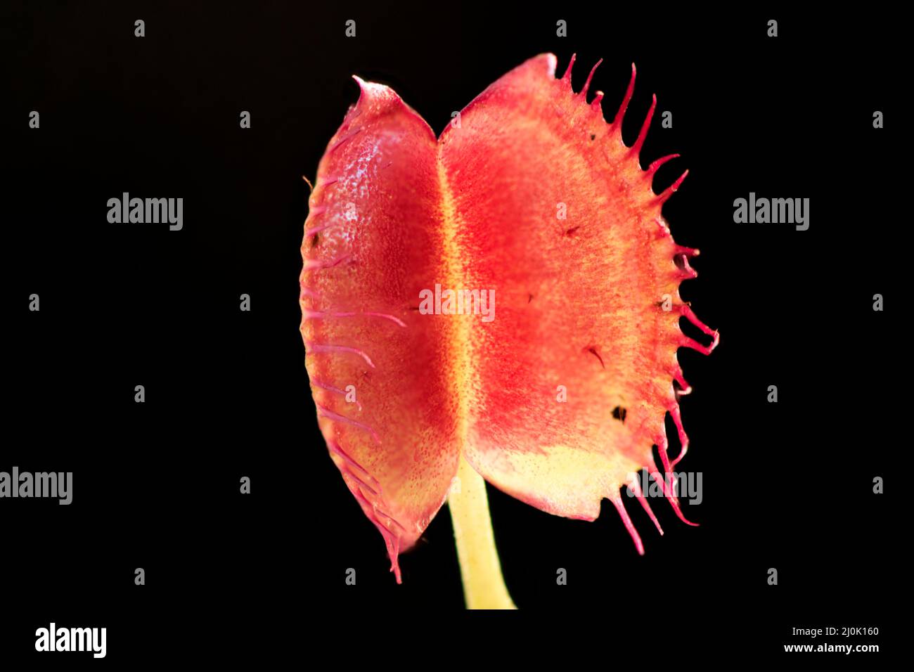 Venus Flytrap Plant (Dionaea muscipula) macrophotograph Stock Photo - Alamy