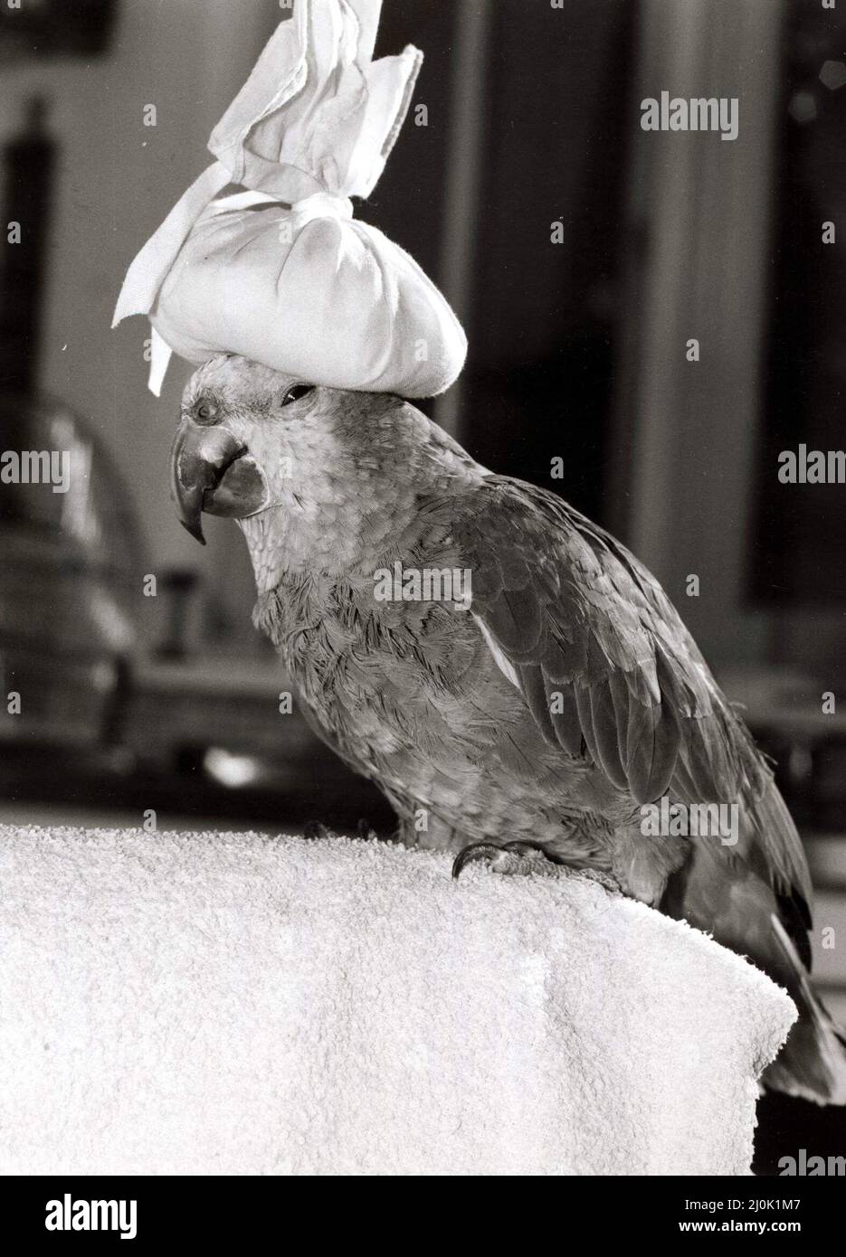 Nigel the Parrot - July 1982Keeps cool in the hot weather by wearing an ...