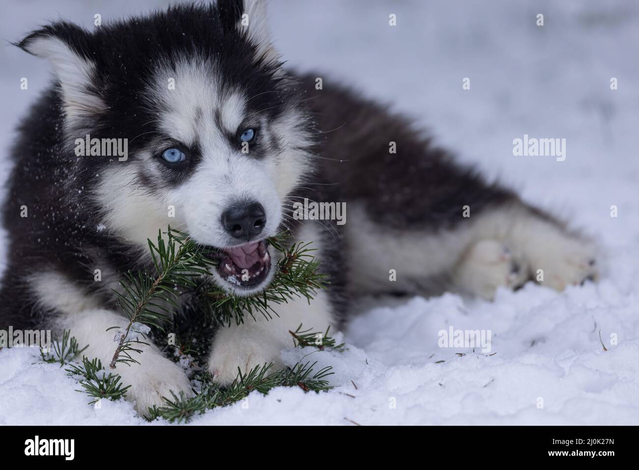 Adorable siberian husky beautiful blue hi-res stock photography and ...