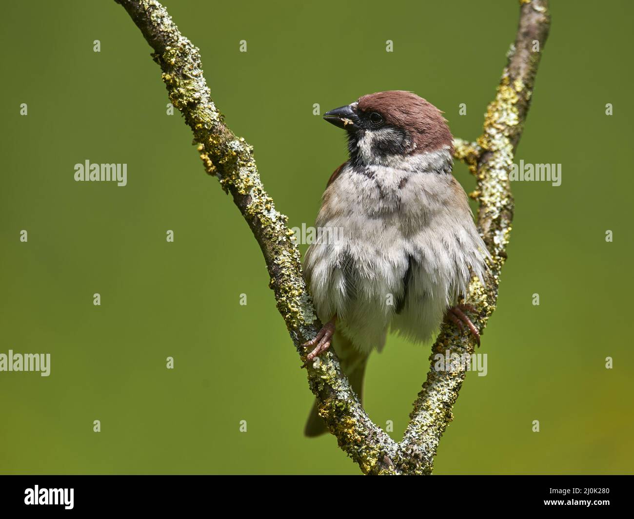 Eurasian Tree Sparrow Stock Photo - Alamy