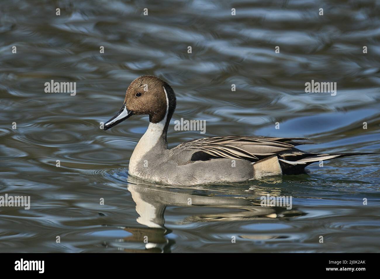 Heart of duck hi-res stock photography and images - Alamy