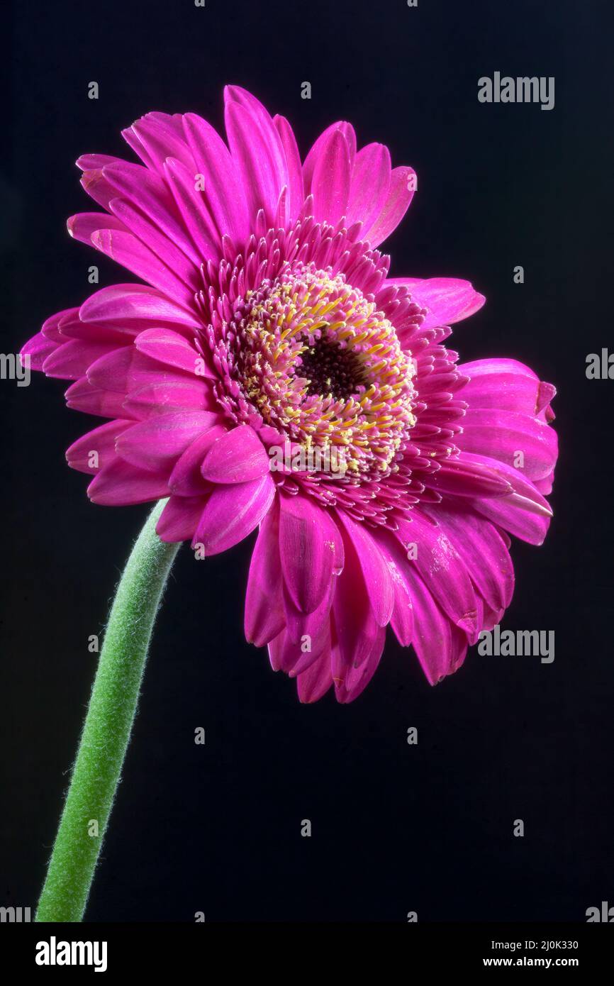 Dark pink gerbera hi-res stock photography and images - Alamy