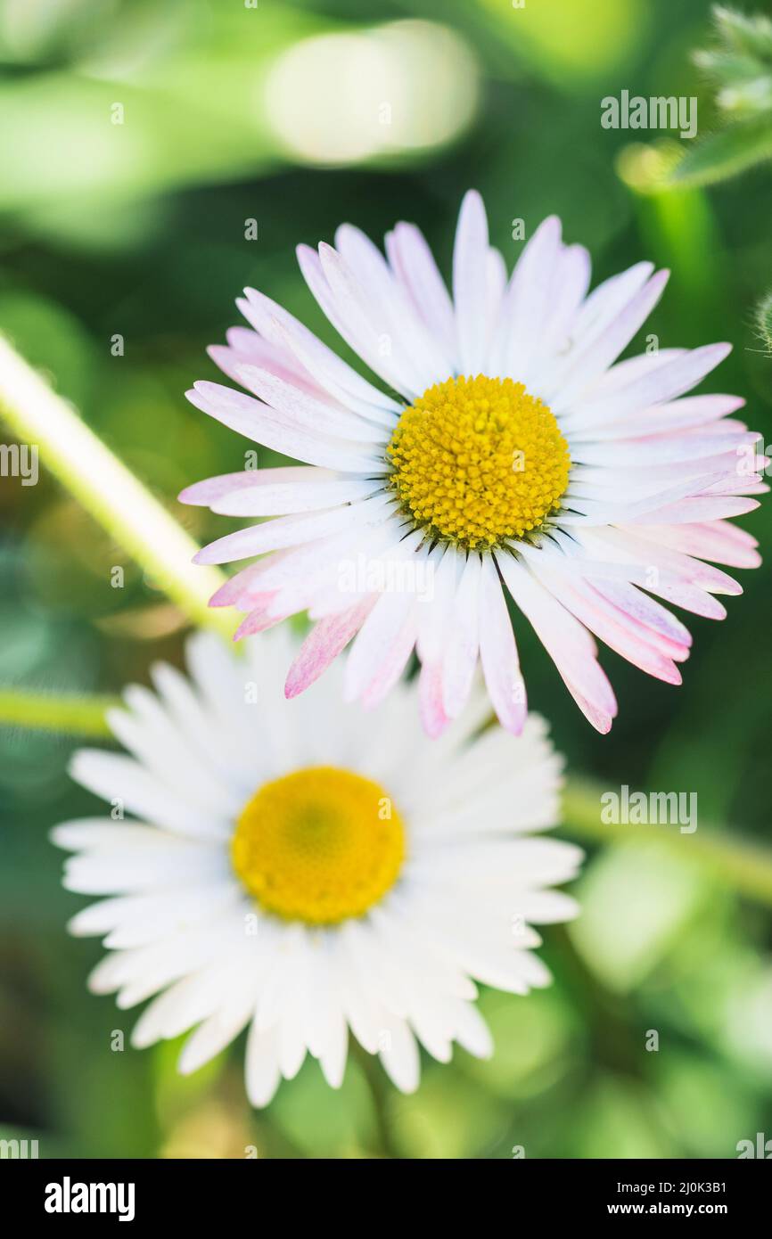 Daisy margaret hi-res stock photography and images - Alamy