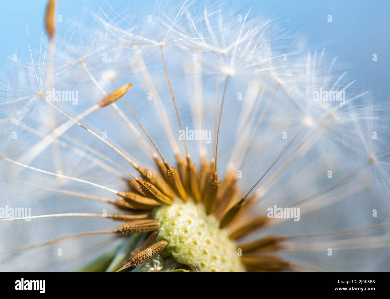 Seeds scattering hi-res stock photography and images - Alamy