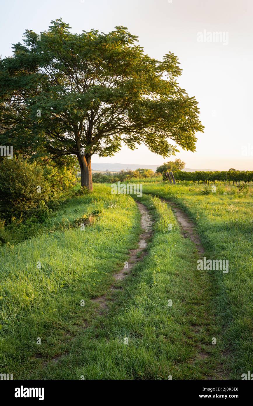 Track valley trees hi-res stock photography and images - Alamy