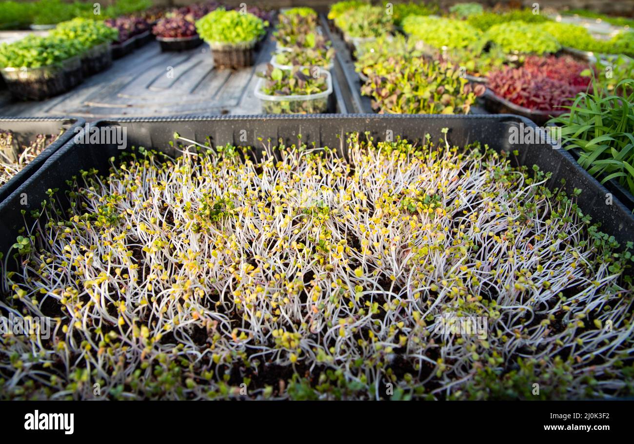 microgreens growing organic bio gardening Stock Photo - Alamy