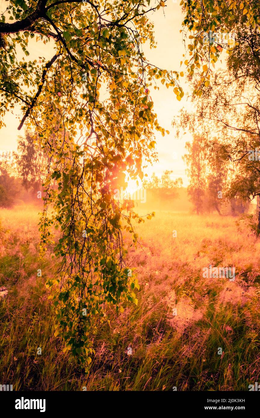 Sunshine through leaf hi-res stock photography and images - Alamy