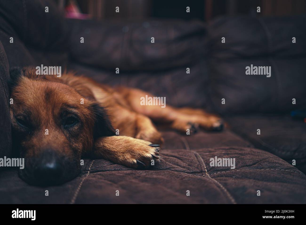 Cute brown labrador dog with a sad face lying on the couch Stock Photo ...
