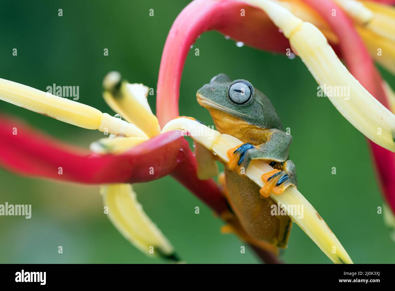 Black webbed tree frog on a flower Stock Photo - Alamy