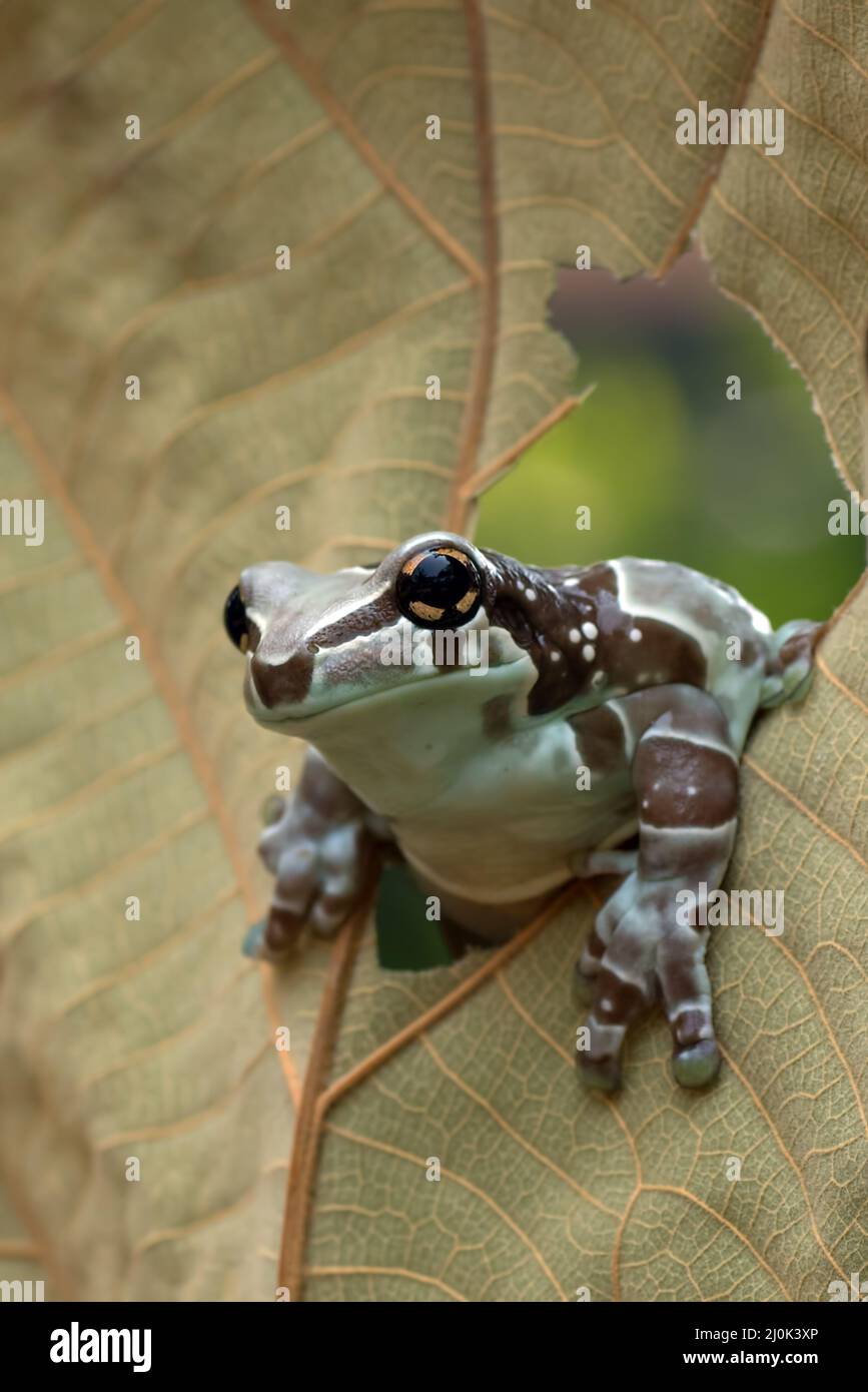 Milk frog peeping from a hole in a dried leaves hi-res stock ...