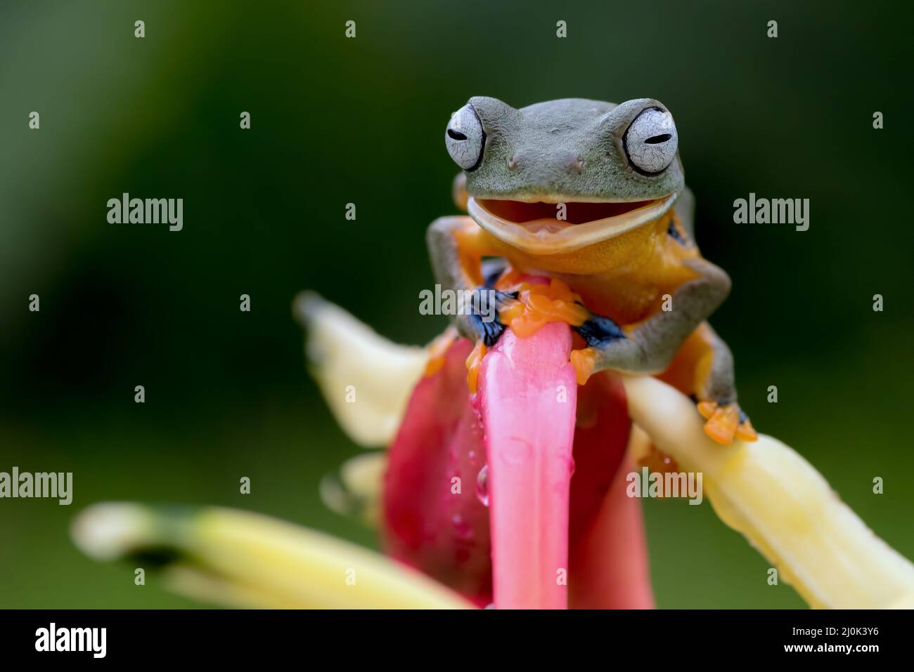 Tree frog on leaves hi-res stock photography and images - Alamy
