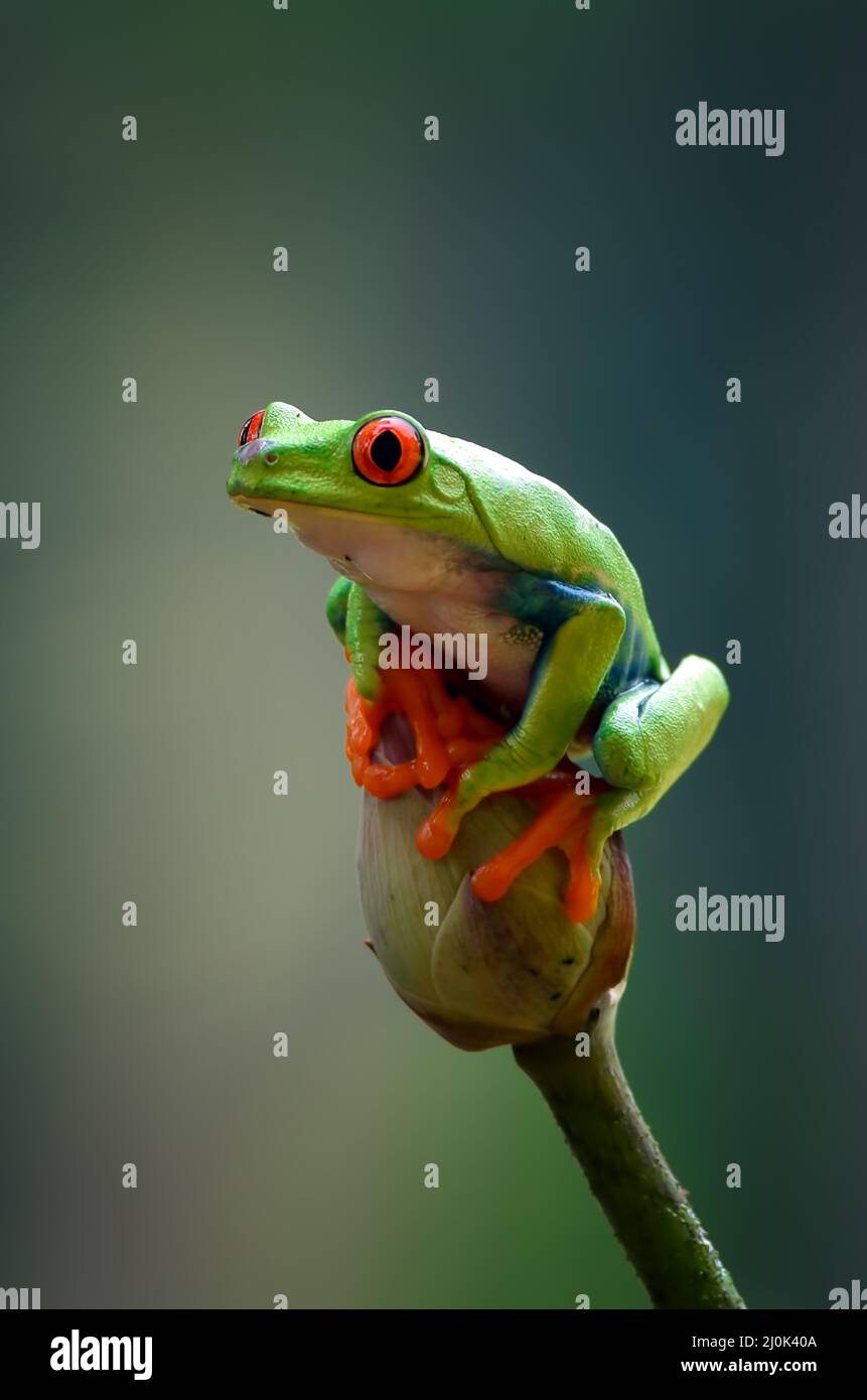 Red eyed tree frog sitting on lotus flower Stock Photo - Alamy