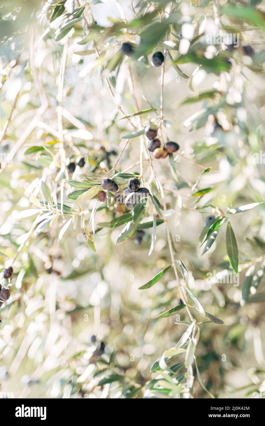 Olive branches ripe olives hi-res stock photography and images - Alamy